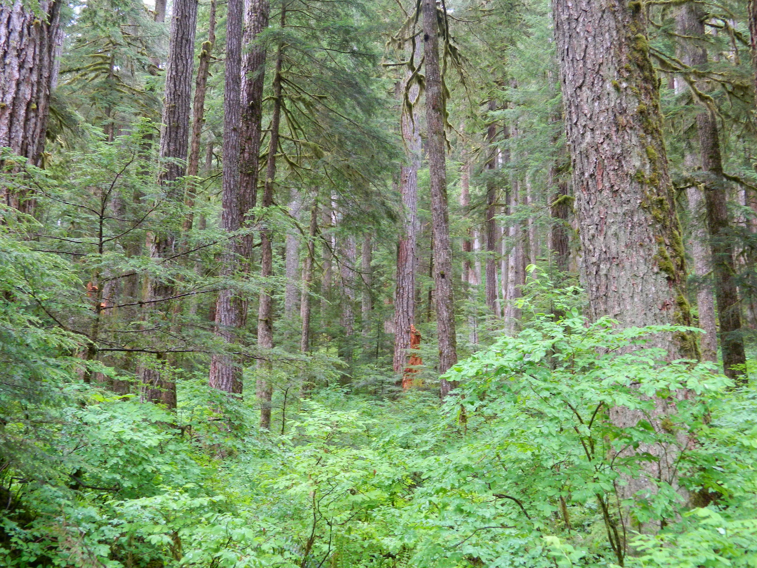 What We Humans Can Learn from Trees | A Year of Living Kindly