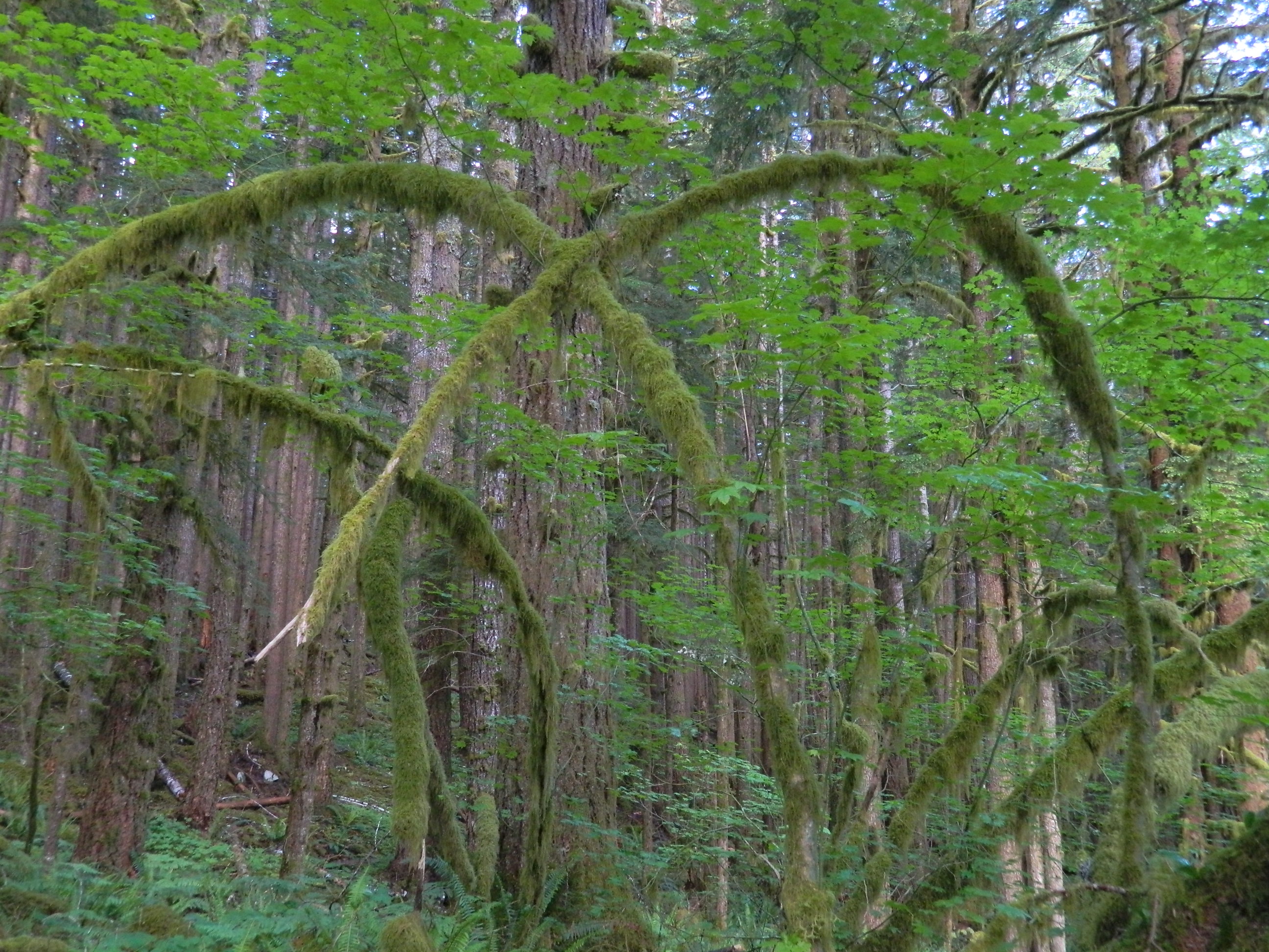 What We Humans Can Learn from Trees | A Year of Living Kindly