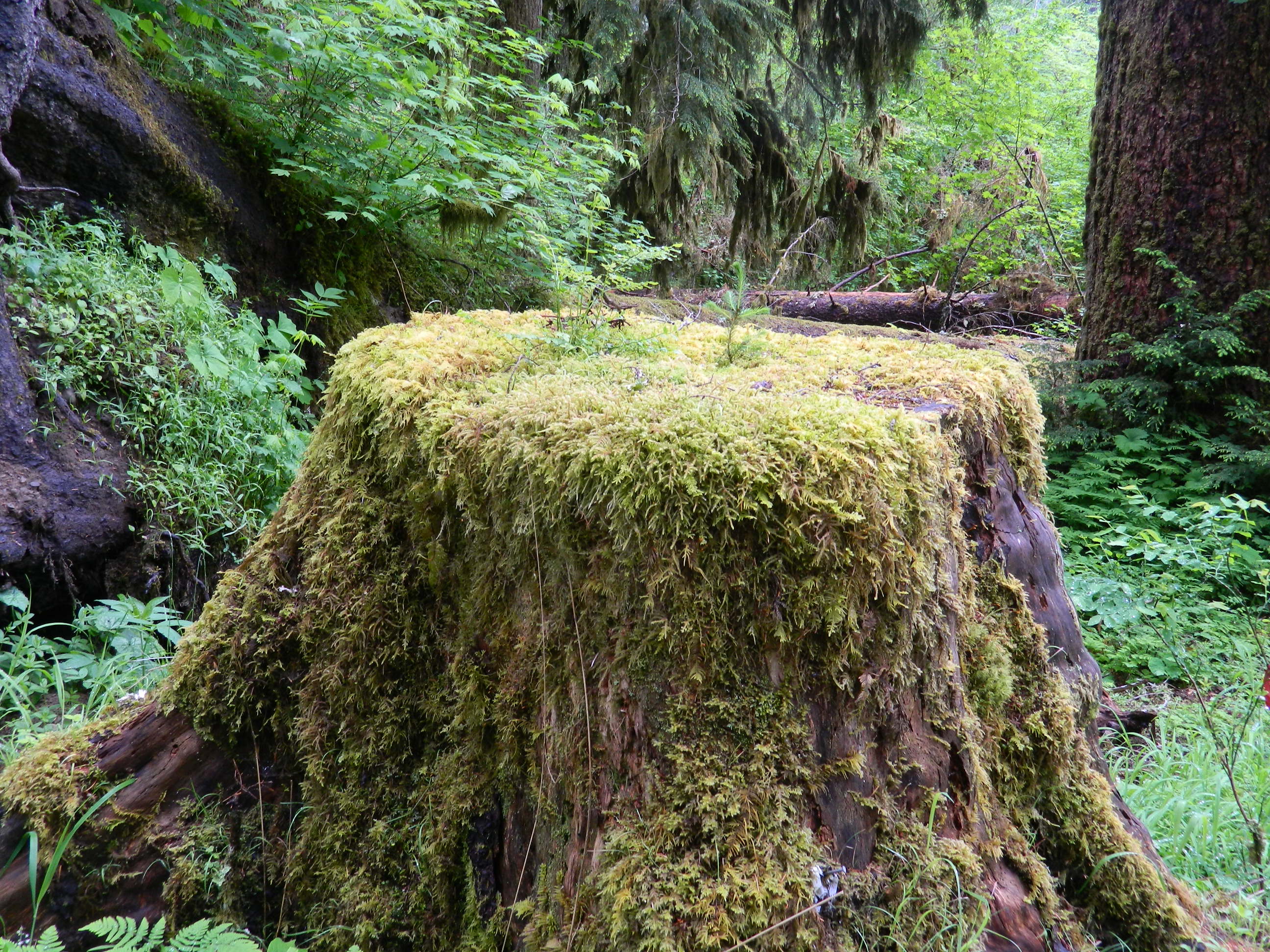 What We Humans Can Learn from Trees | A Year of Living Kindly